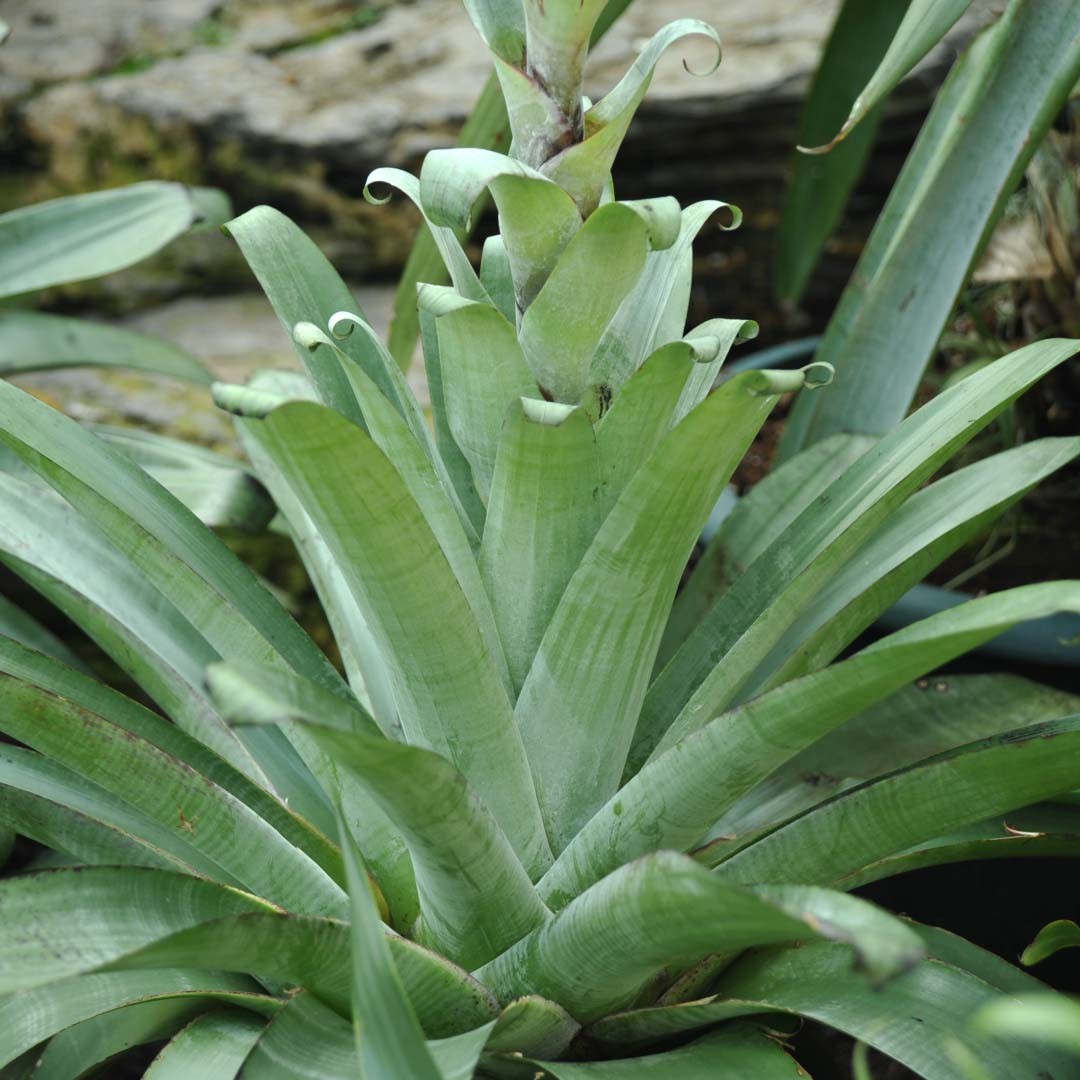 Alcantarea Care (Watering, Fertilize, Pruning, Propagation) - PictureThis