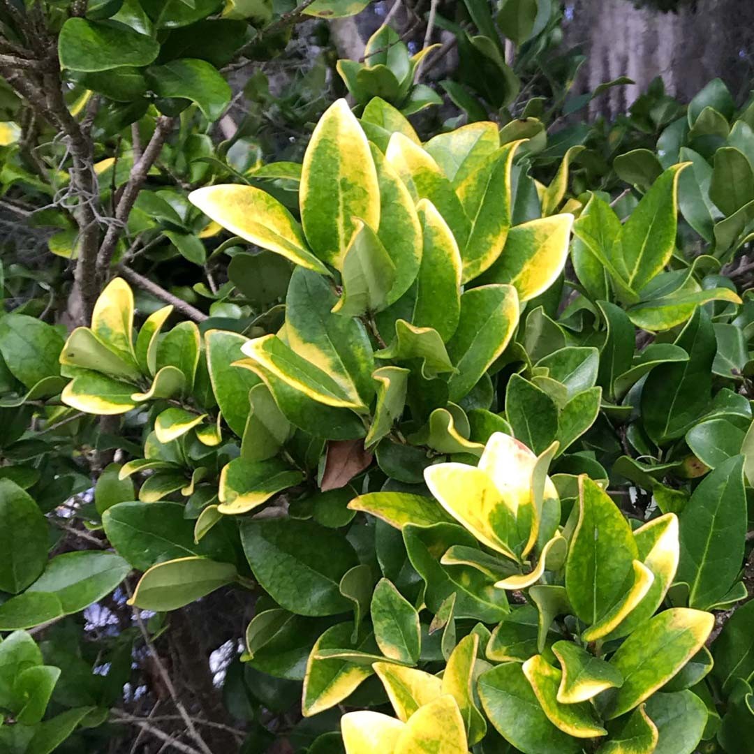 How to Plant and Grow Howardi ligustrum(Ligustrum japonicum 'Howardii')