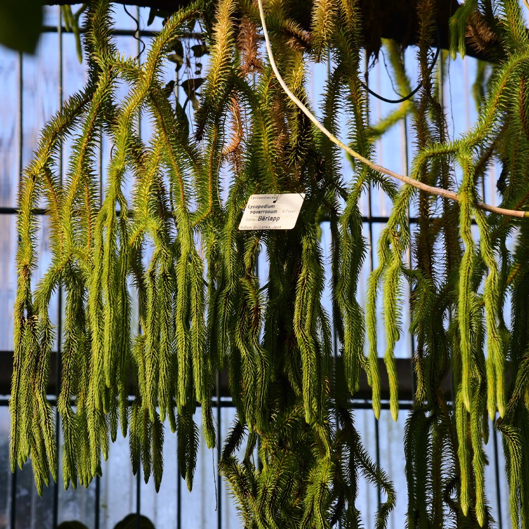 Phlegmariurus Care (Watering, Fertilize, Pruning, Propagation ...