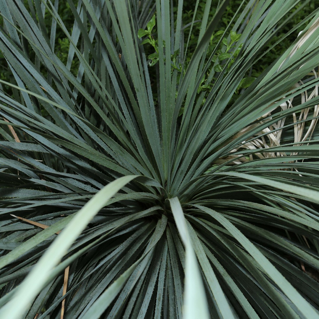 Sotols Care (Watering, Fertilize, Pruning, Propagation) - PictureThis