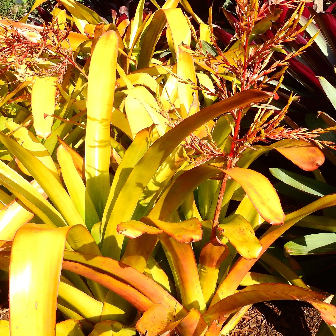 Aechmea Care (Watering, Fertilize, Pruning, Propagation) - PictureThis