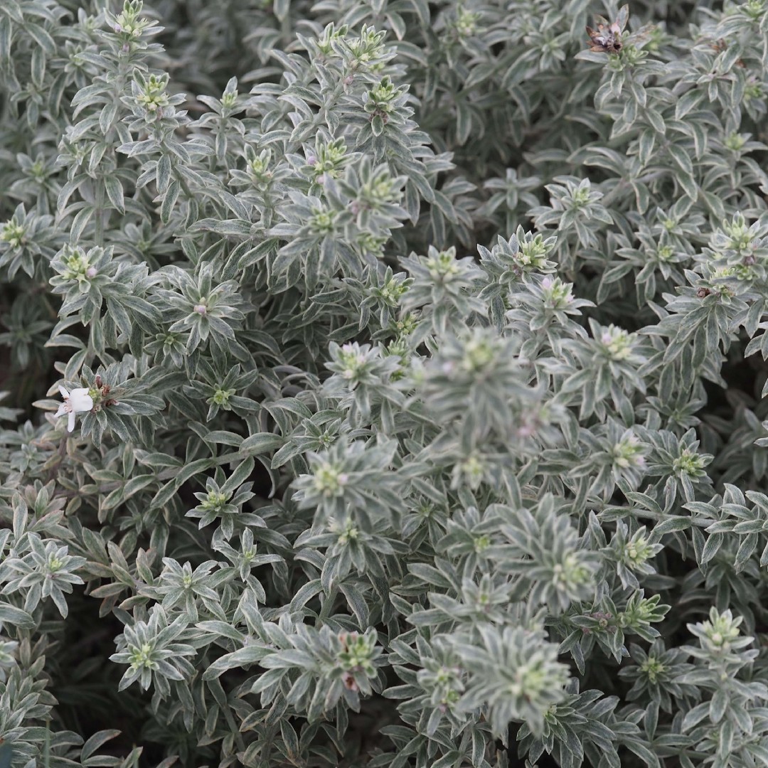 Westringia Flower, Leaf, Care, Uses - PictureThis