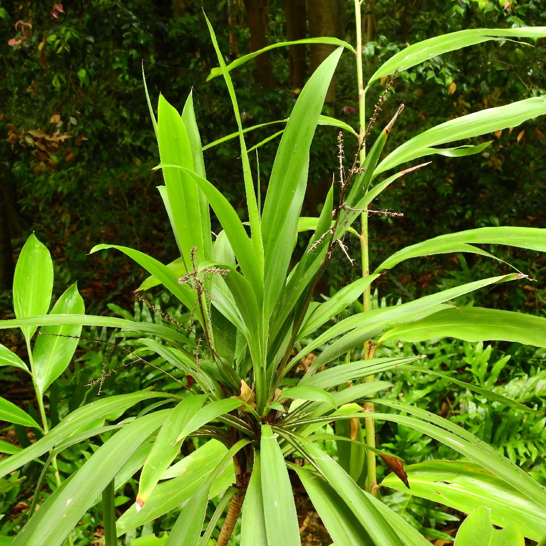 Cordylines Care (Watering, Fertilize, Pruning, Propagation) - PictureThis