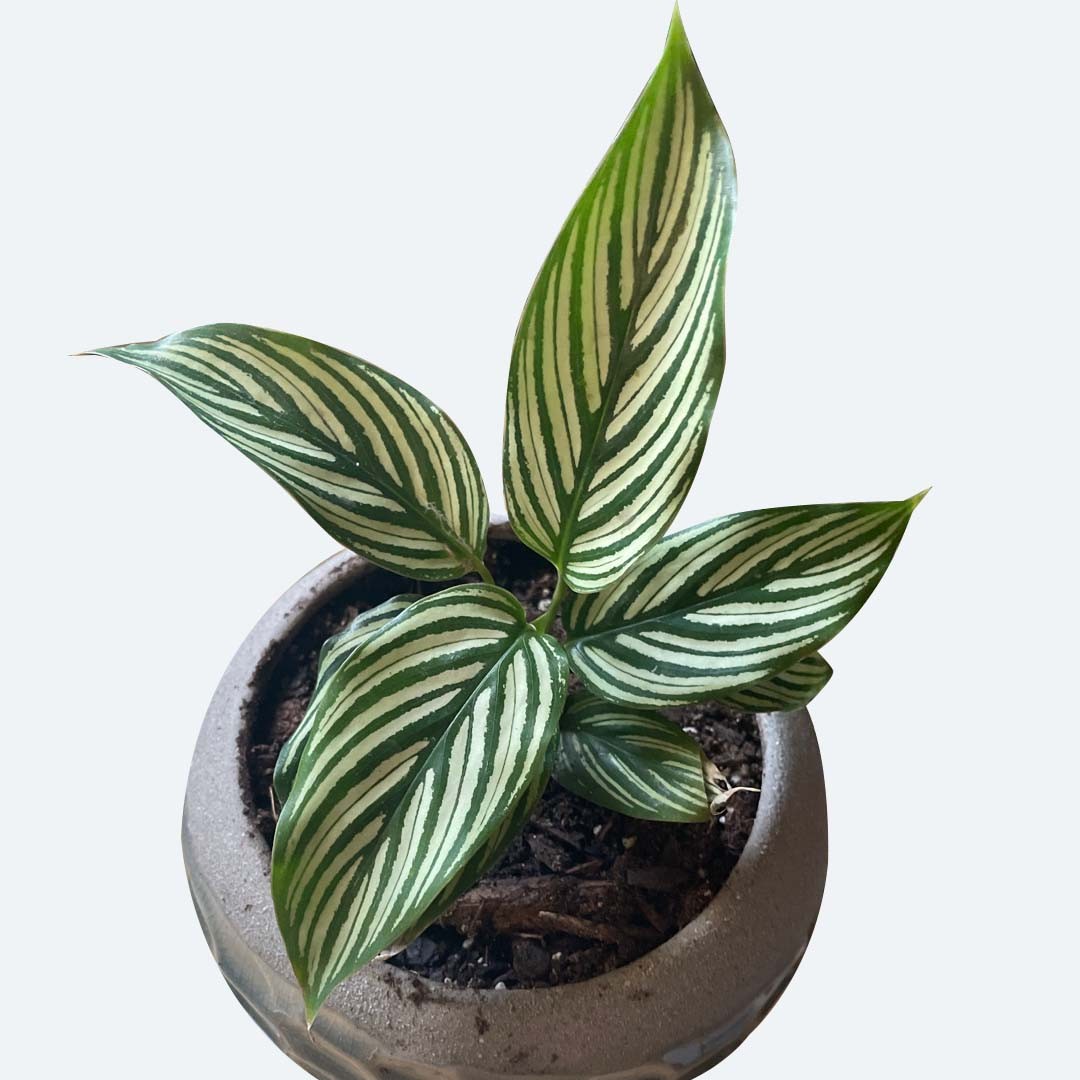 Calatheas Care (Watering, Fertilize, Pruning, Propagation) - PictureThis