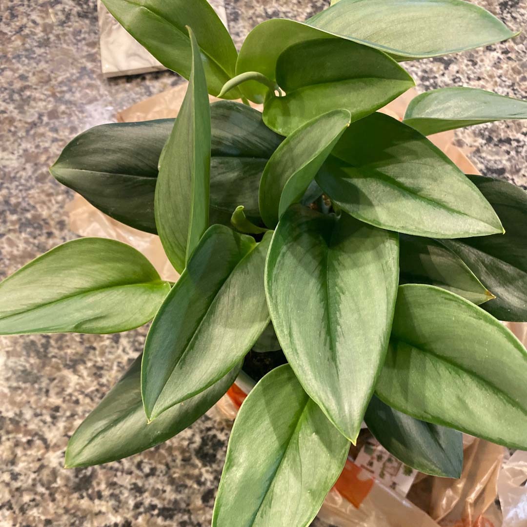 Scindapsus treubii 'Moonlight' 花言葉，毒性，よくある質問 - PictureThis