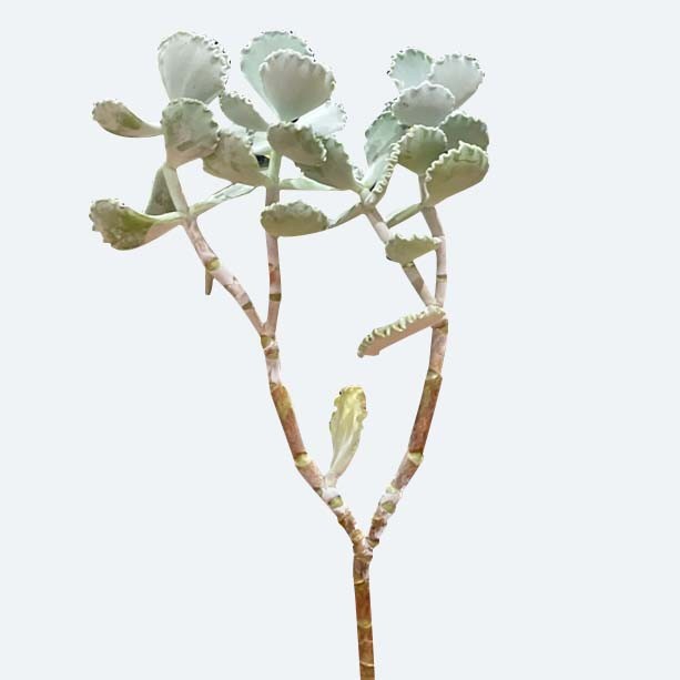 Seed leaf (Cotyledon) Flower, Leaf, Care, Uses - PictureThis