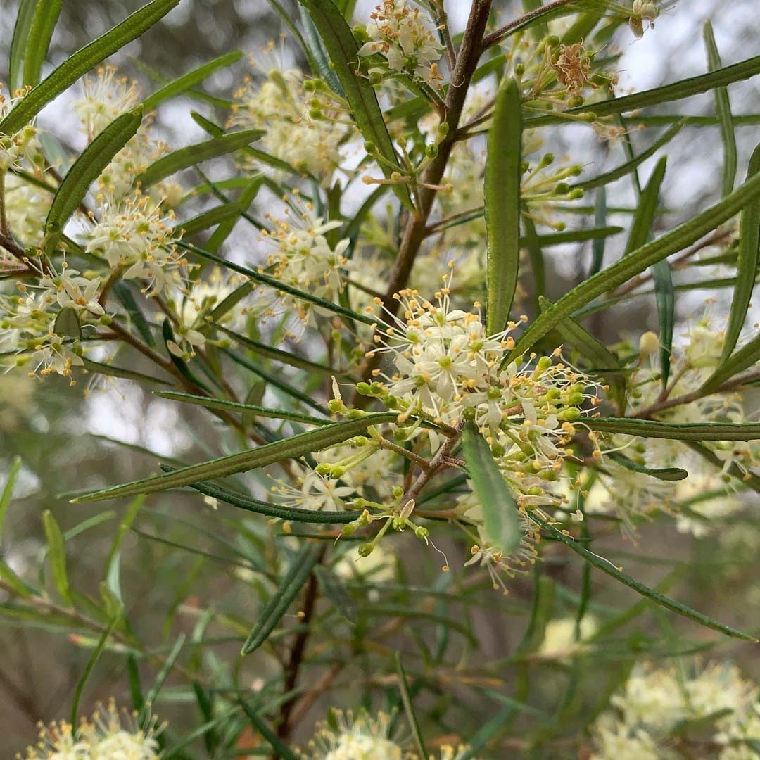 Leionema Care (Watering, Fertilize, Pruning, Propagation) - PictureThis