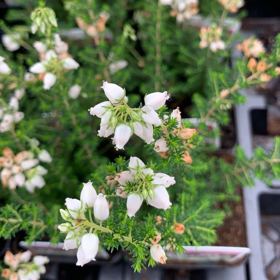 Erica carnea 'Alba Minor' - PictureThis