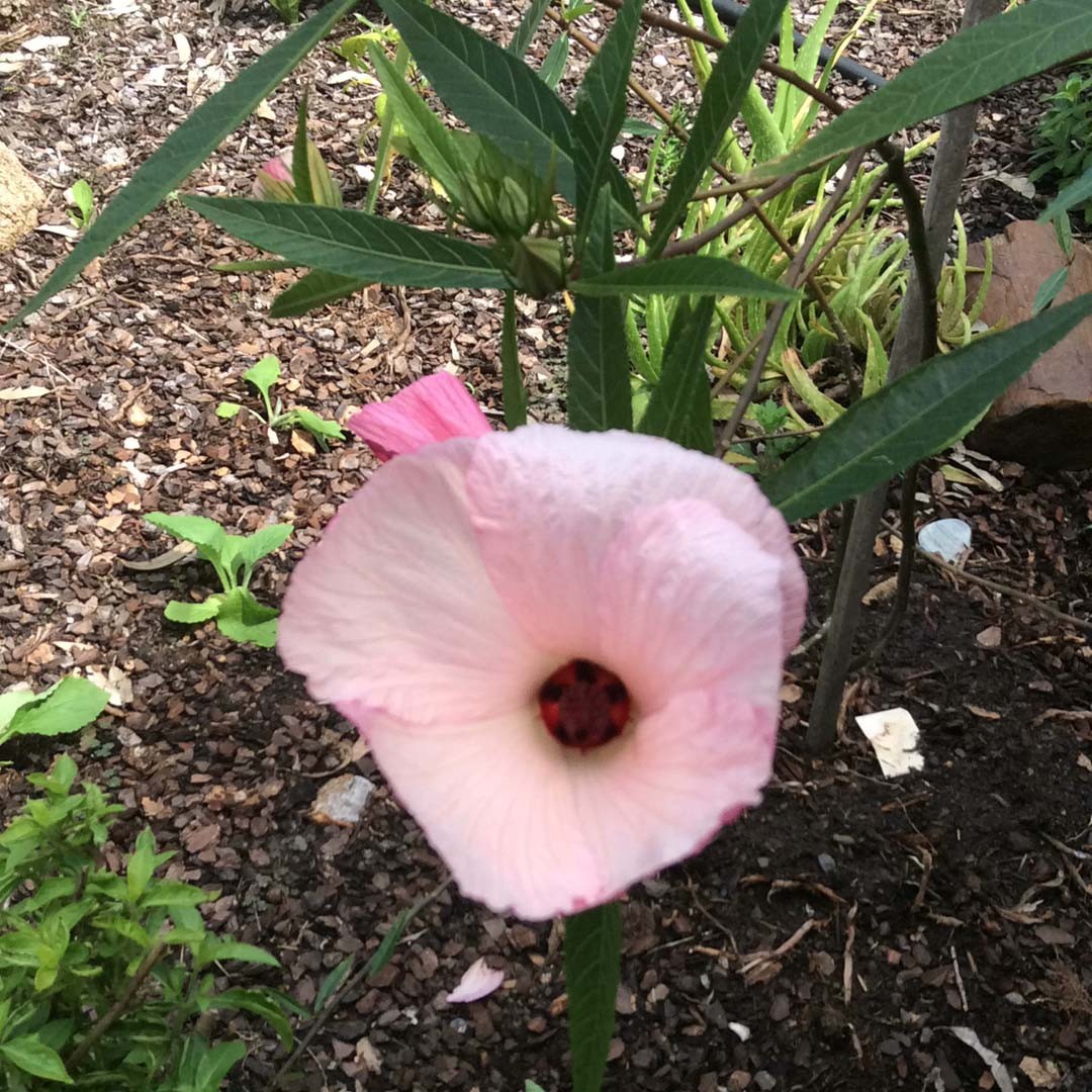 Hibiscus heterophyllus - PictureThis