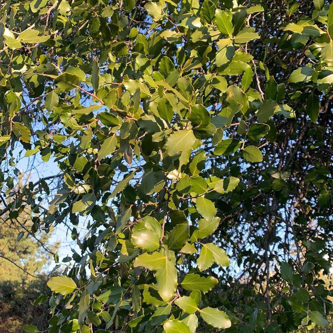 Quillaja saponaria 剪定した後はどうすればいいのでしょうか？ - PictureThis