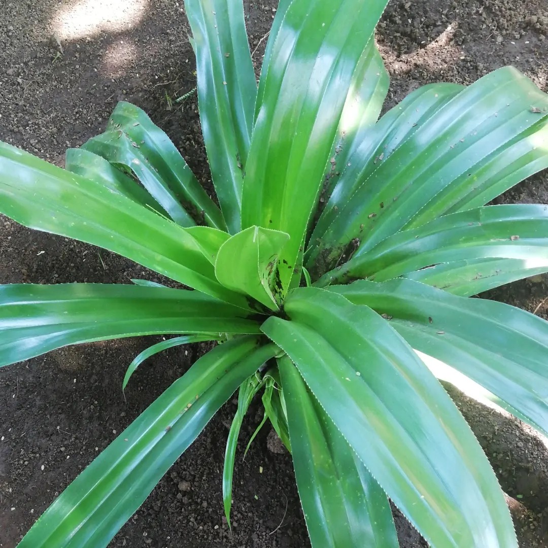 Pandanus - PictureThis