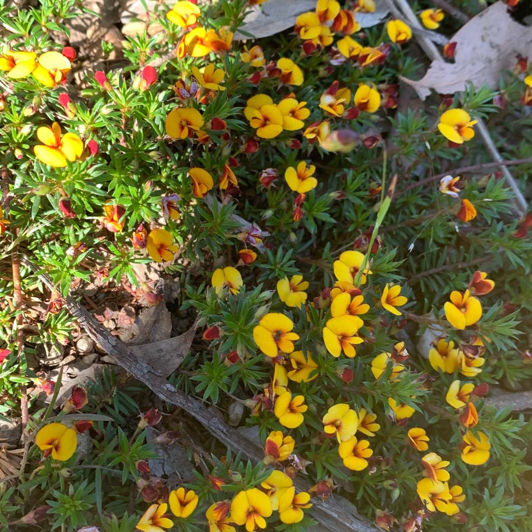 Pultenaea Care (Watering, Fertilize, Pruning, Propagation) - PictureThis