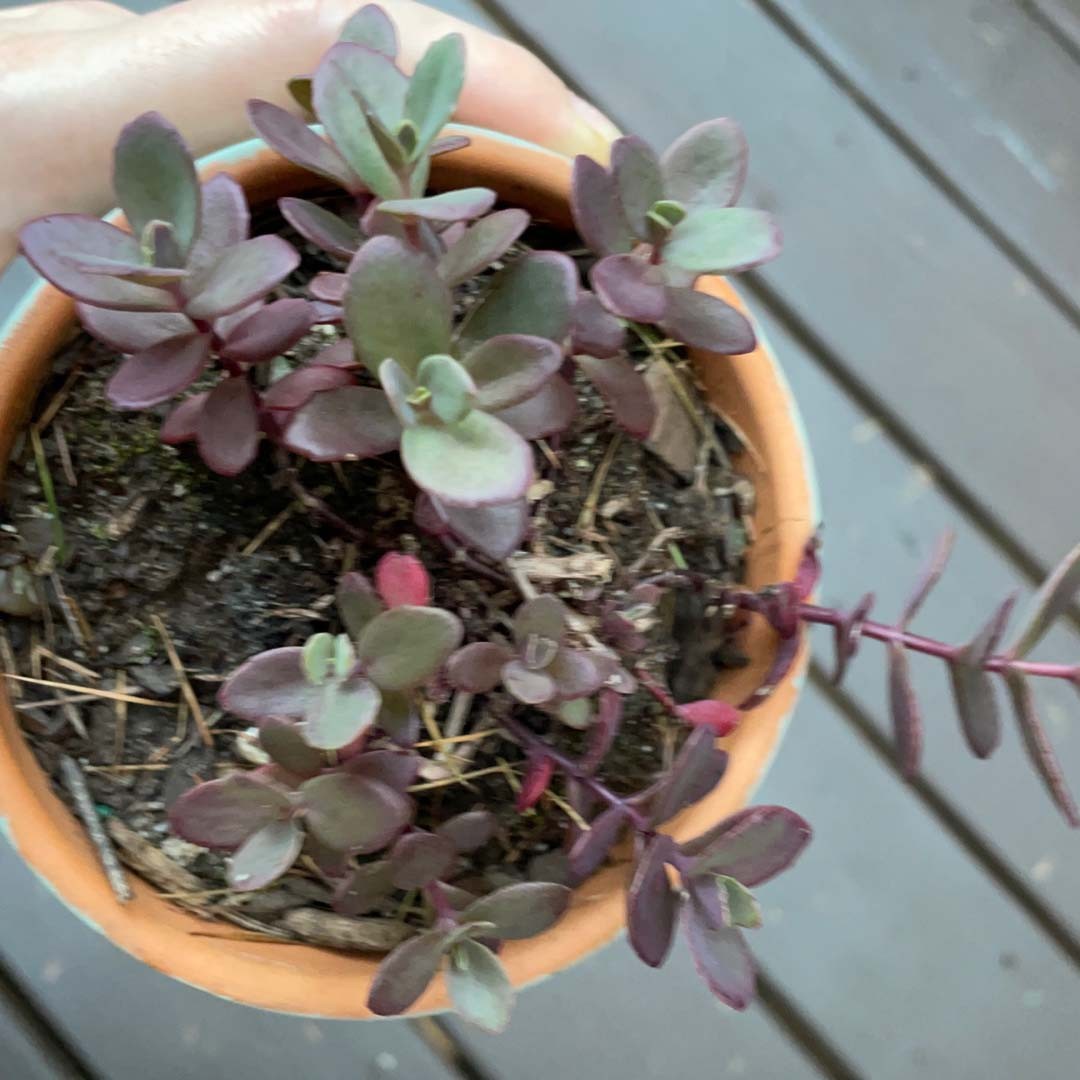 Sedum 'Firecracker' - PictureThis