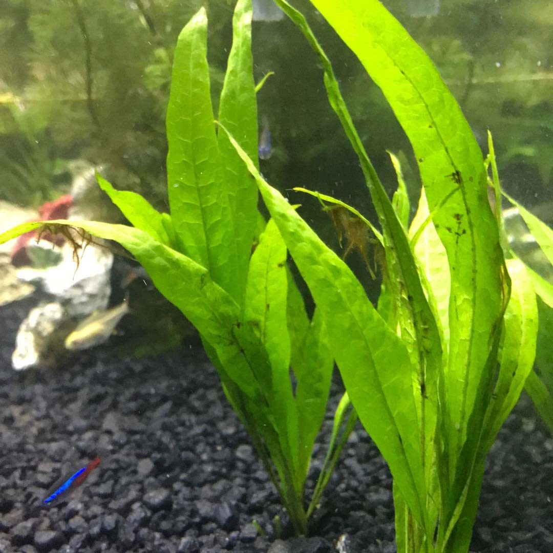 Leptochilus - PictureThis