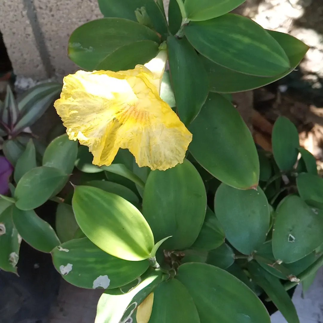 How to Plant and Grow Yellow spiral ginger(Monocostus uniflorus)