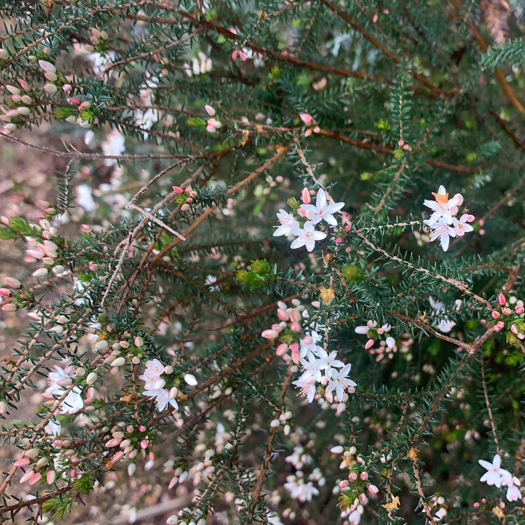Calytrix Care (Watering, Fertilize, Pruning, Propagation) - PictureThis