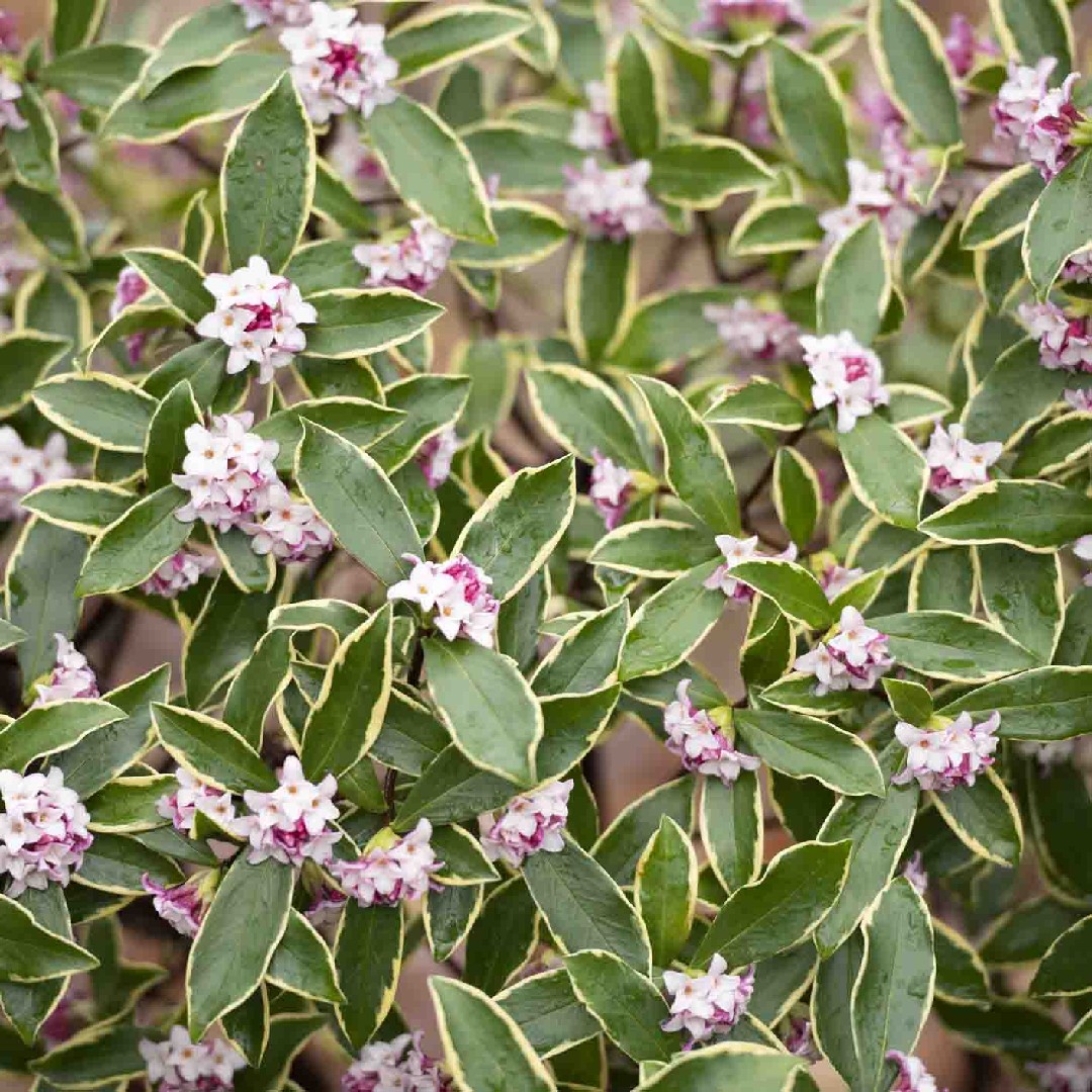 Daphnes (Daphne) Flower, Leaf, Care, Uses - PictureThis