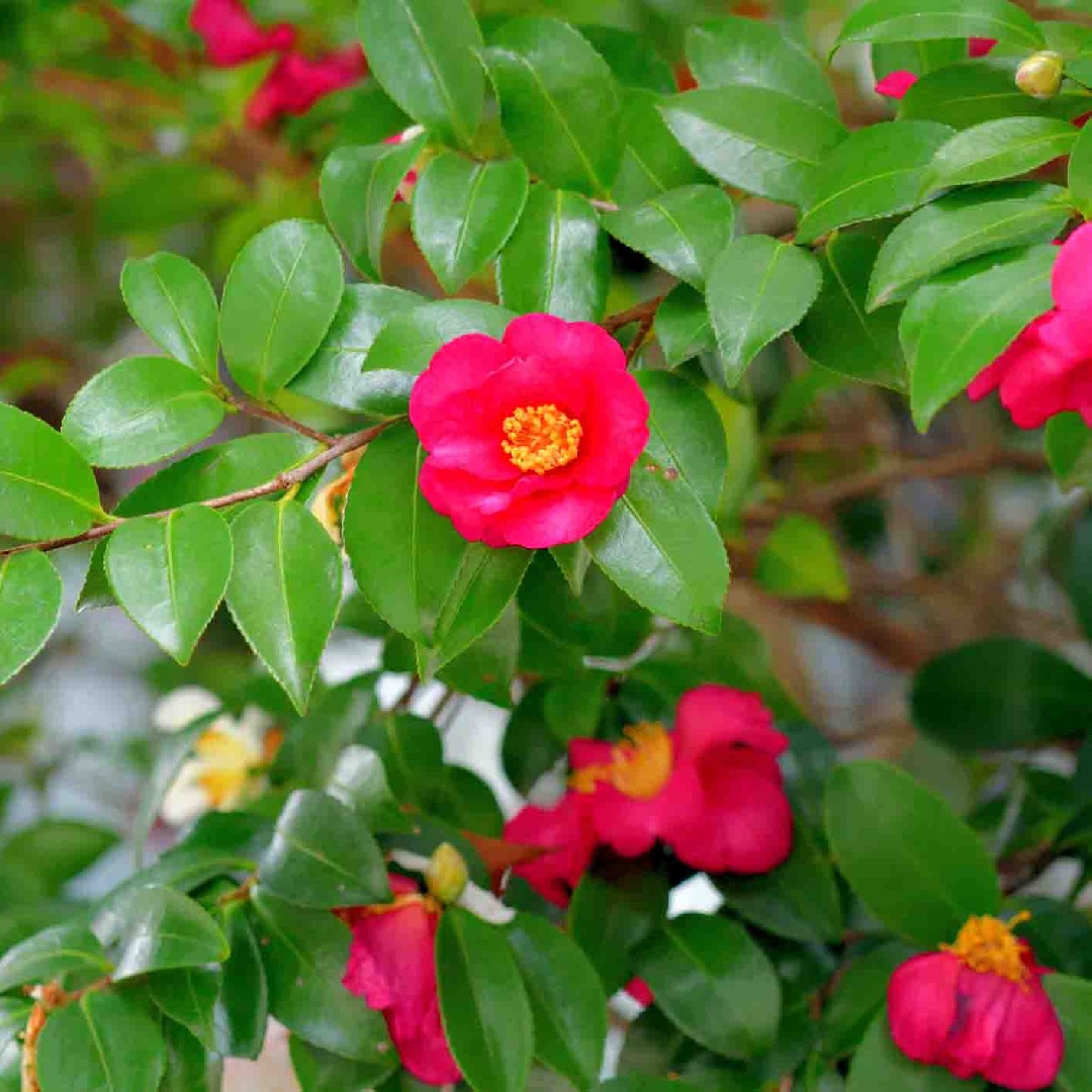 Where To Place Chinese clematis In Feng Shui? (Characteristics ...