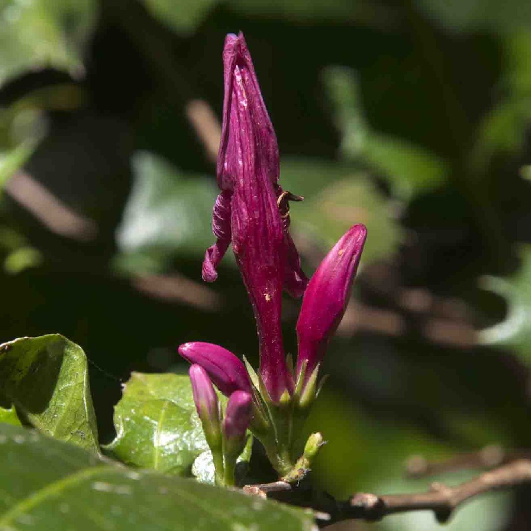 Graptophyllum Flower, Leaf, Care, Uses - PictureThis