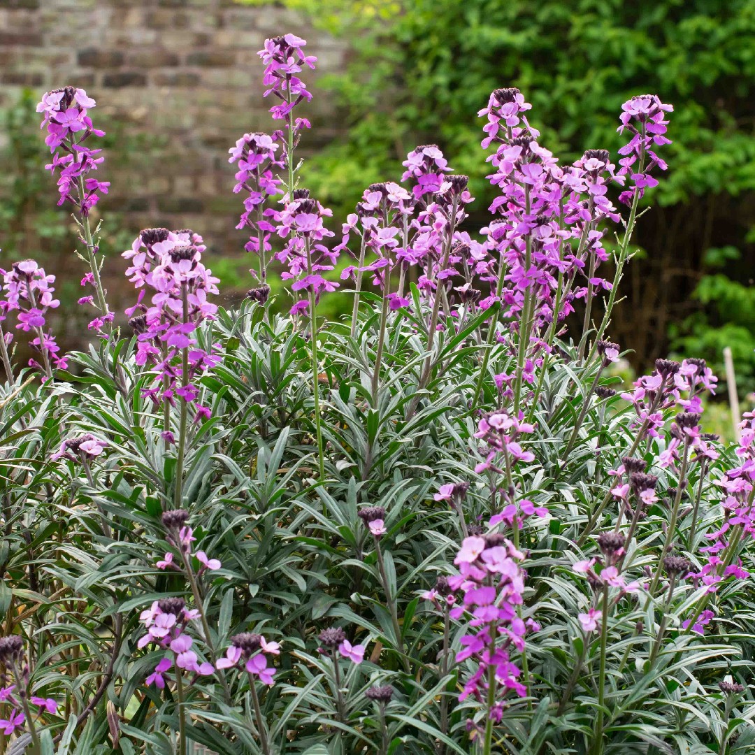 Erysimum Bowles Mauve