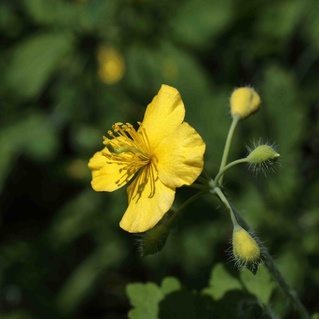 Celidonias (Chelidonium) - PictureThis
