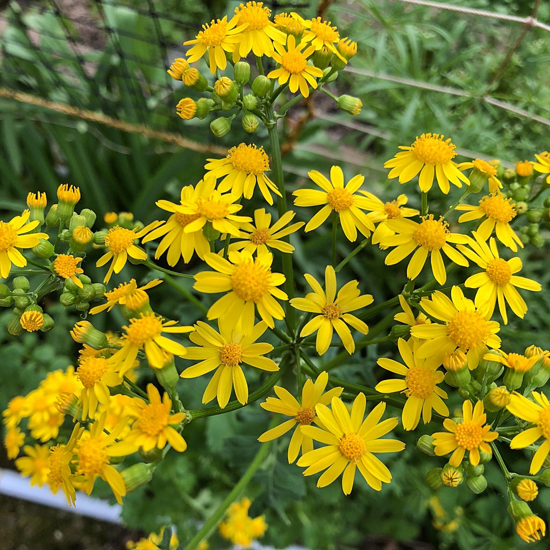 Packera anonyma - PictureThis