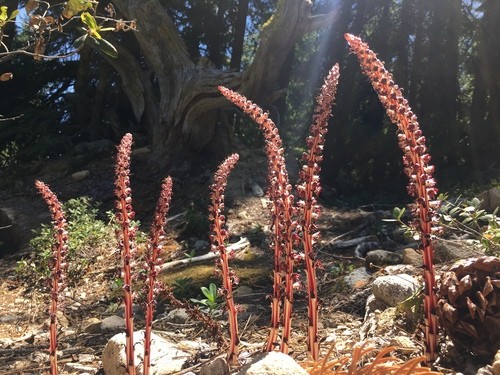 Allotropa (Allotropa) - PictureThis