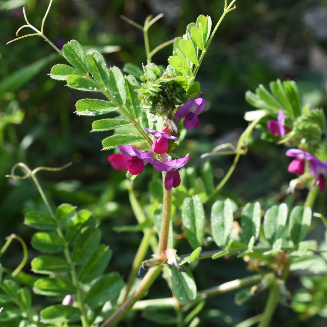 Vicia sativa - PictureThis