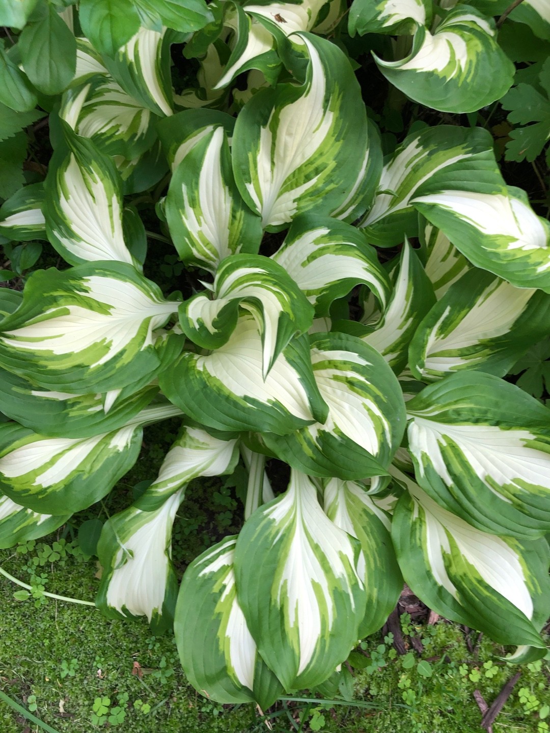 Hosta 'Vulcan' - PictureThis