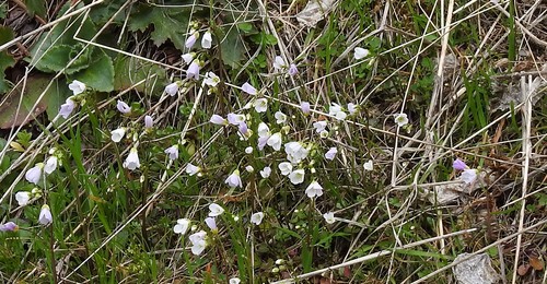 Cardamine pattersonii - PictureThis