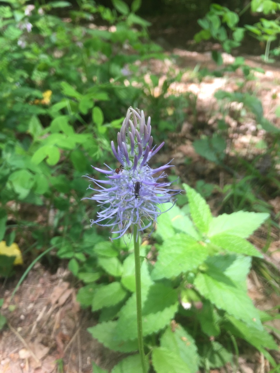 Phyteuma nigrum (Phyteuma nigrum) - PictureThis