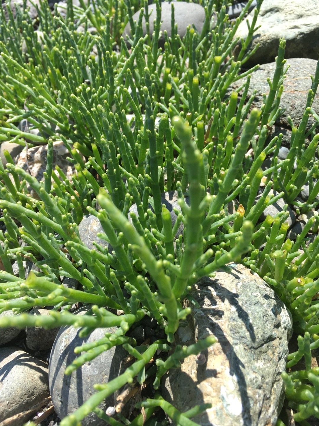 Salicornia europaea - PictureThis