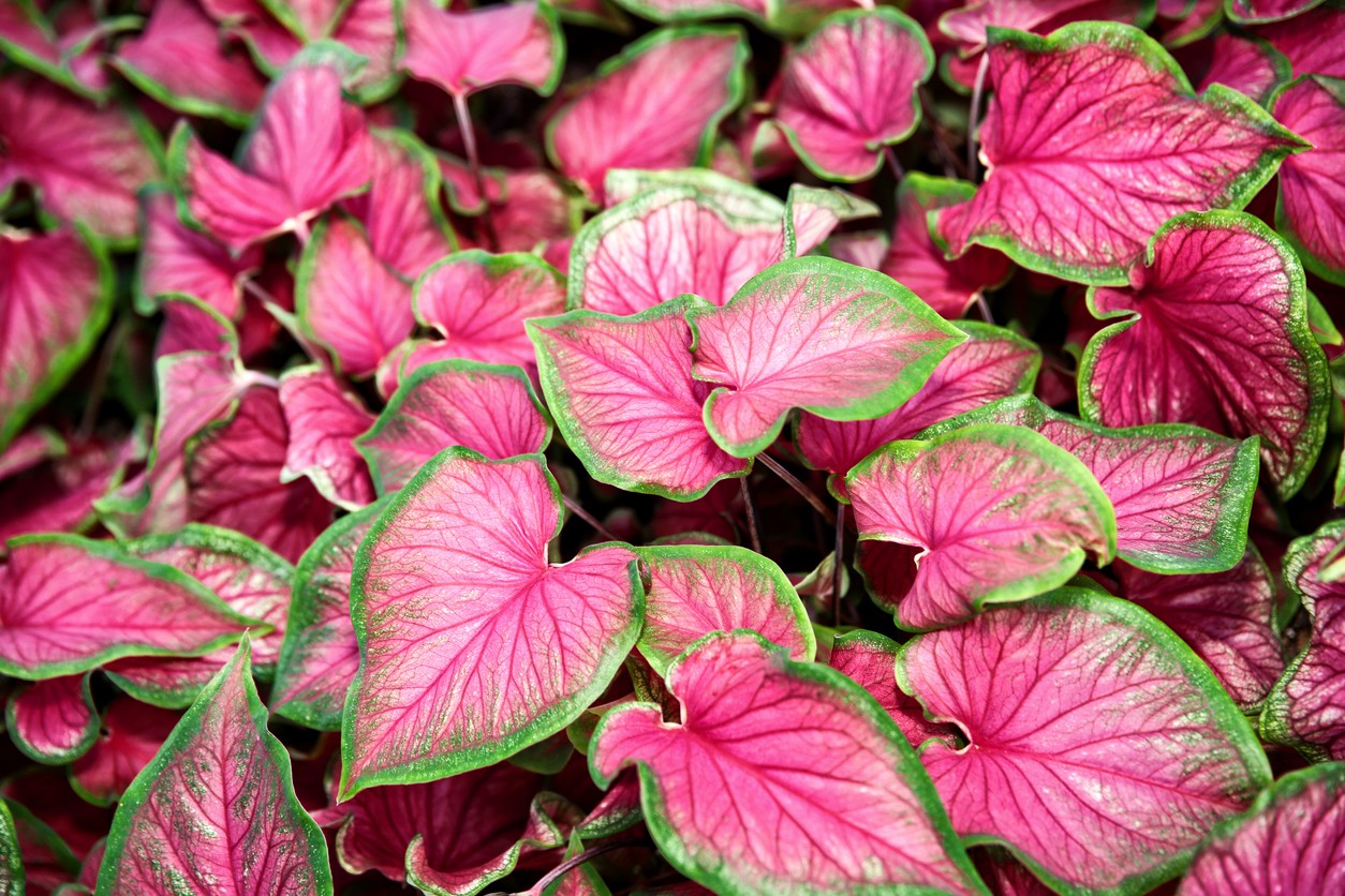 Caladium bicolor 'Florida Sweetheart' - PictureThis
