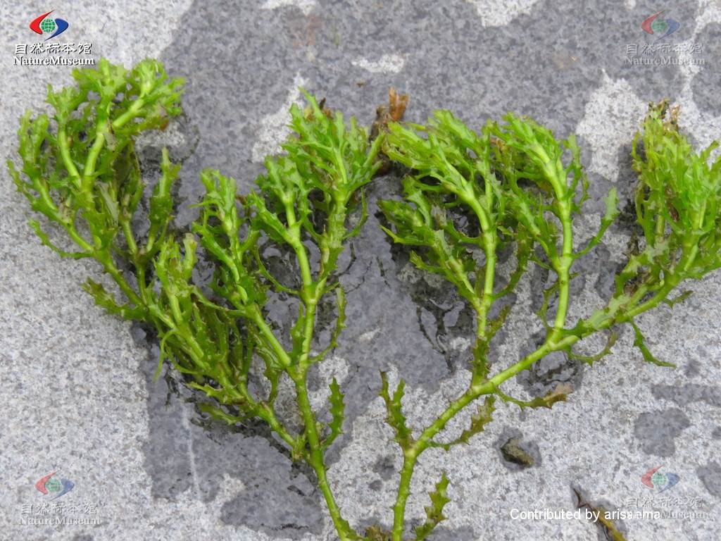 Najas marina - PictureThis