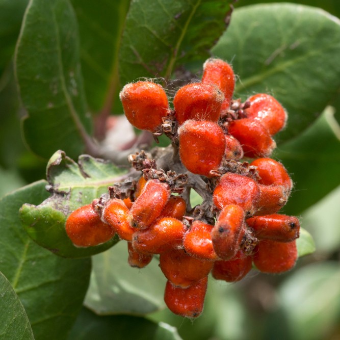 Rhus integrifolia - PictureThis