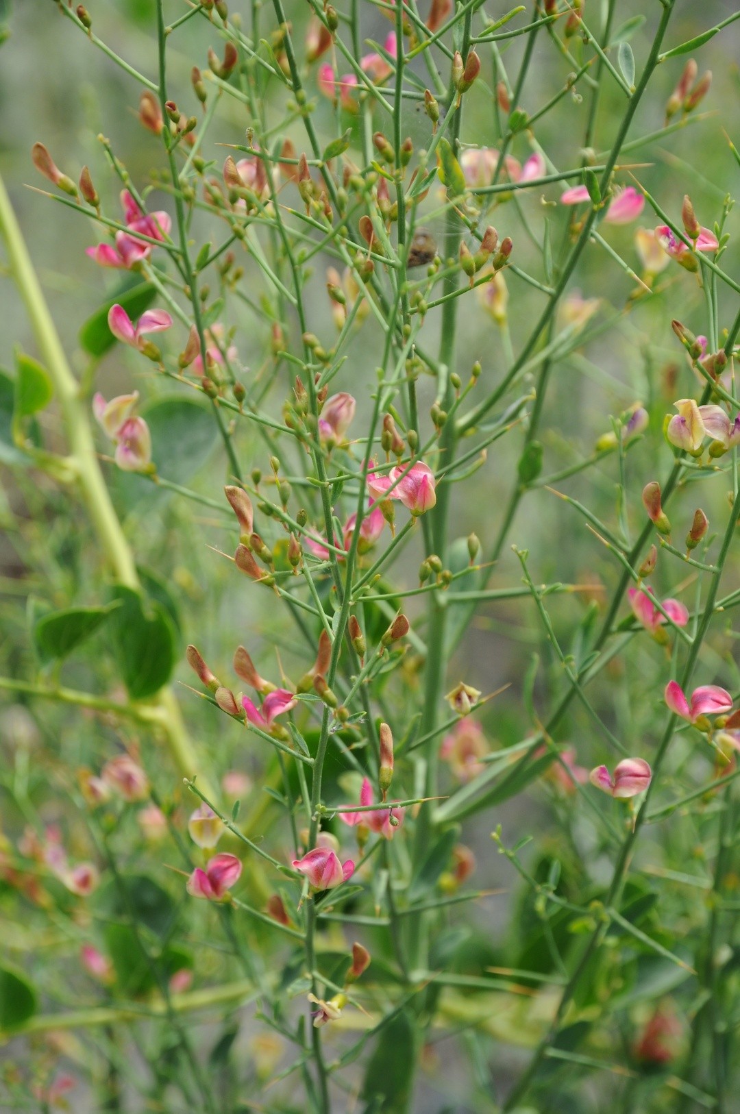 Alhagi sparsifolia (Alhagi sparsifolia) - PictureThis