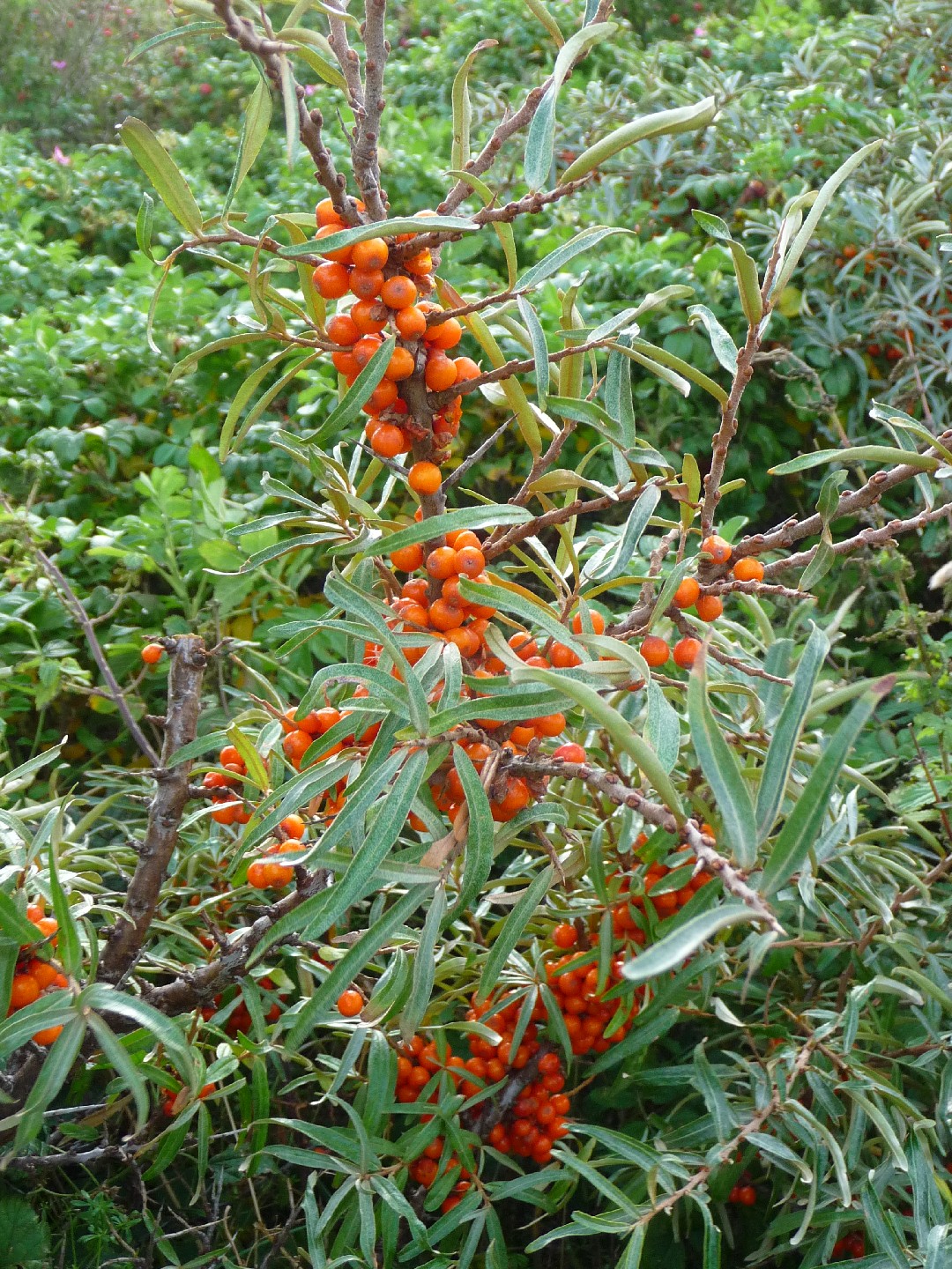 Hippophae rhamnoides - PictureThis
