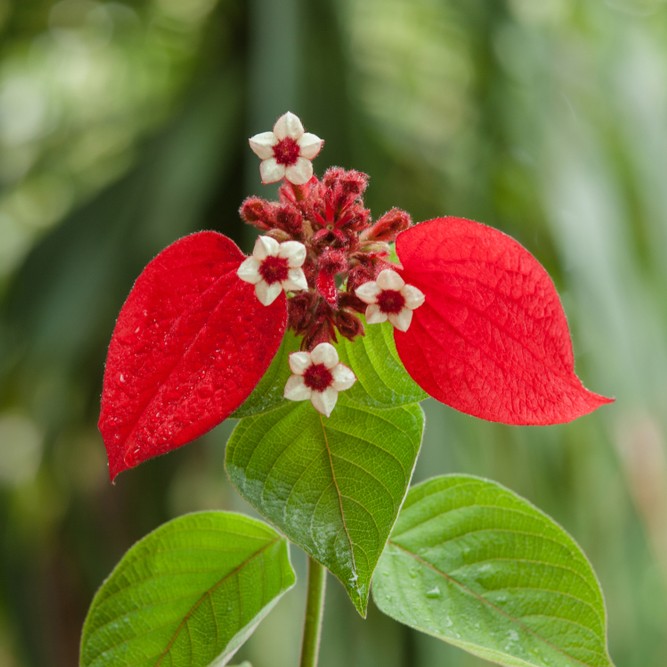 Bandera roja (Mussaenda erythrophylla) - PictureThis