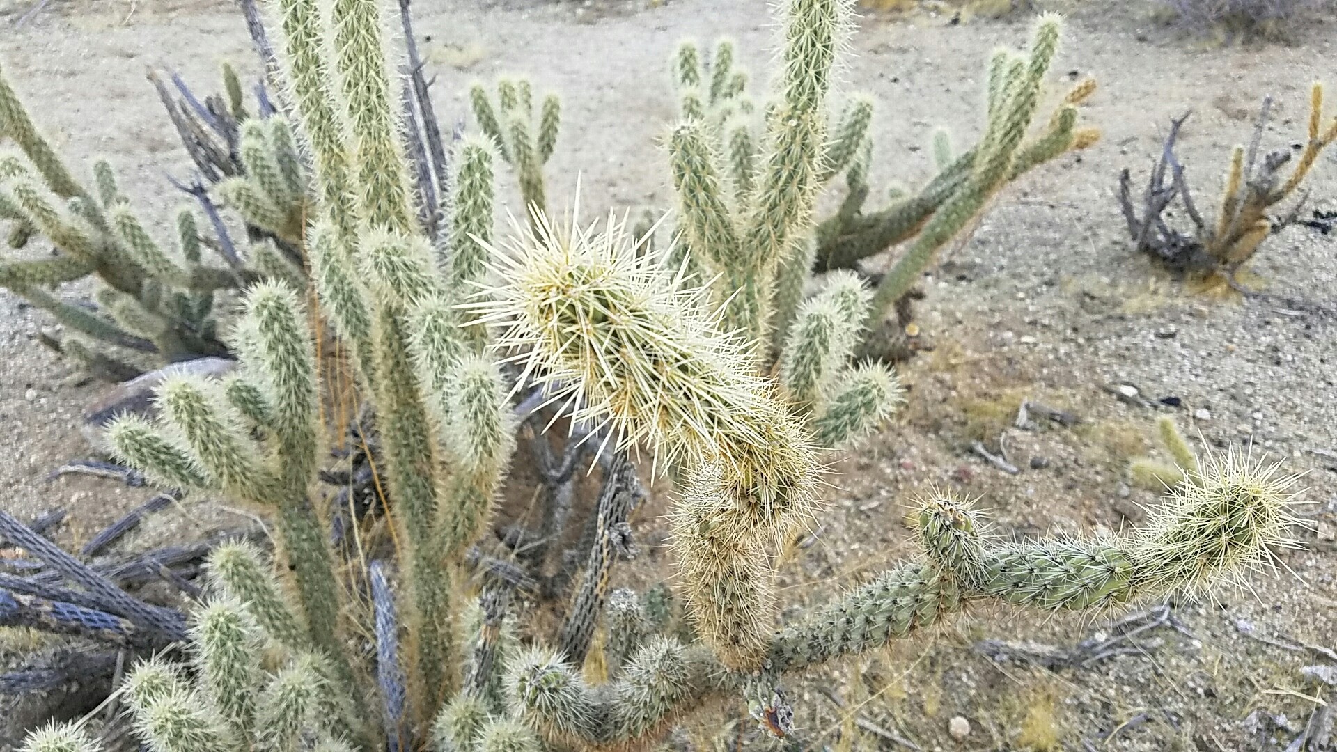 Gander's cholla (Cylindropuntia ganderi) Flower, Leaf, Uses - PictureThis