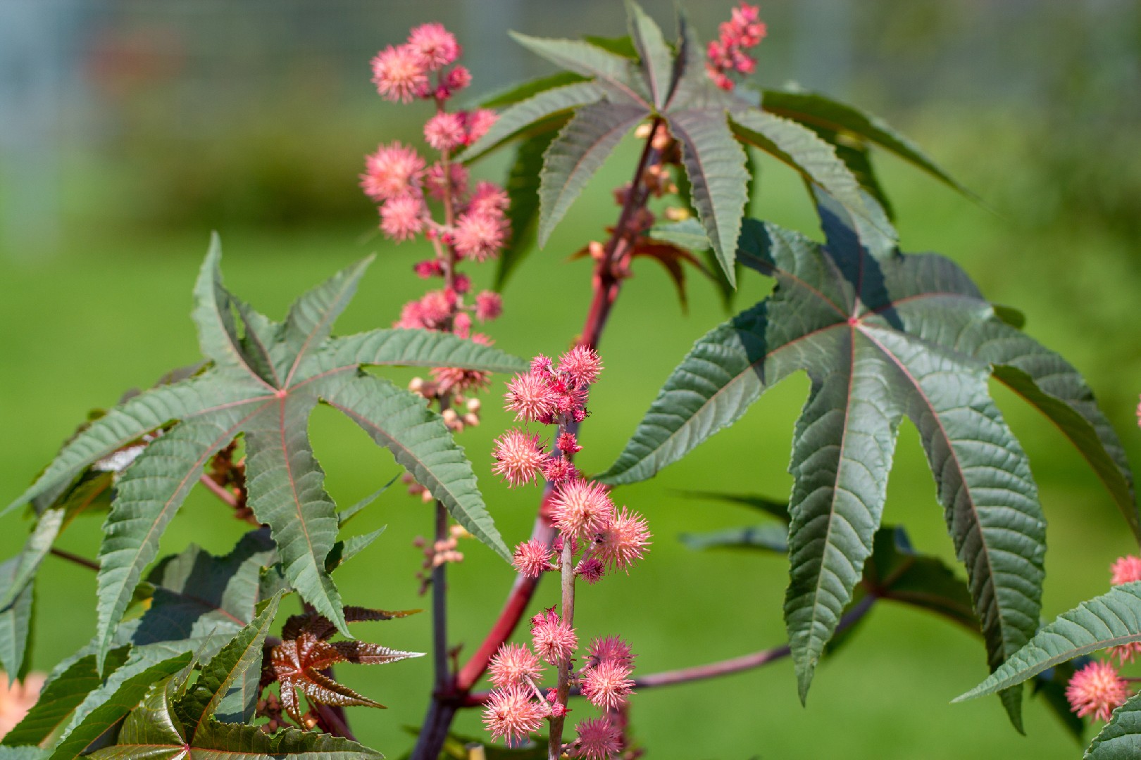 Beware the Backyard: The 3 Most Toxic Plants and How to Stay Safe