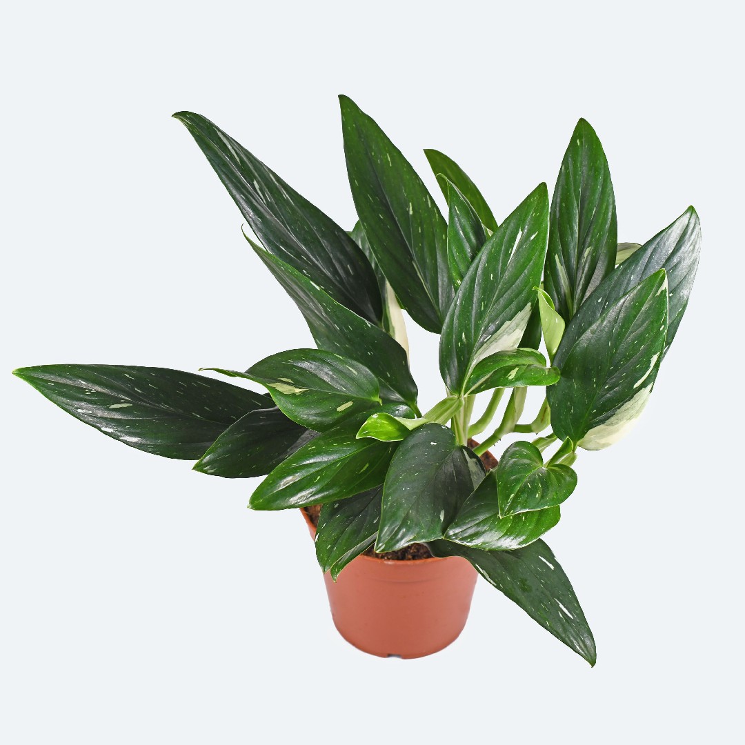 Monsteras (Monstera) Flower, Leaf, Care, Uses - PictureThis