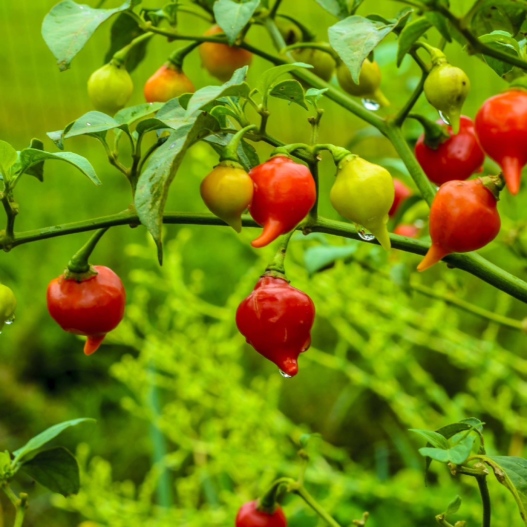 Capsicum - PictureThis