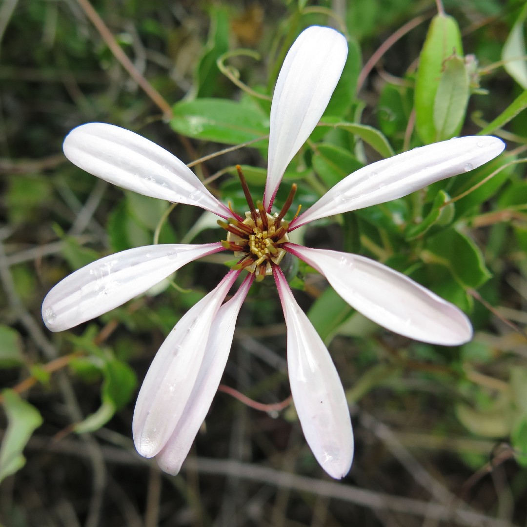 Mutisia Flower, Leaf, Care, Uses - PictureThis