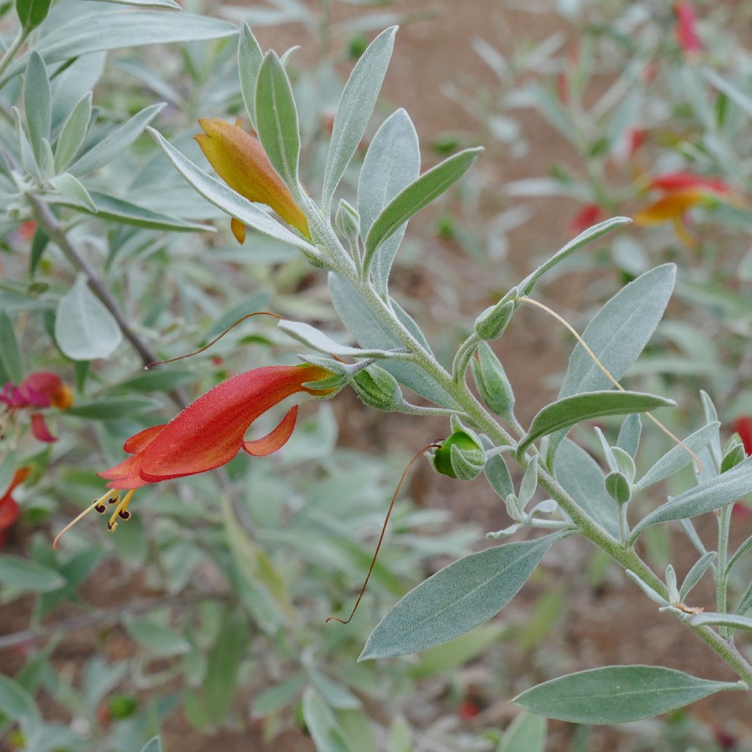 Eremophila Care (Watering, Fertilize, Pruning, Propagation) - PictureThis