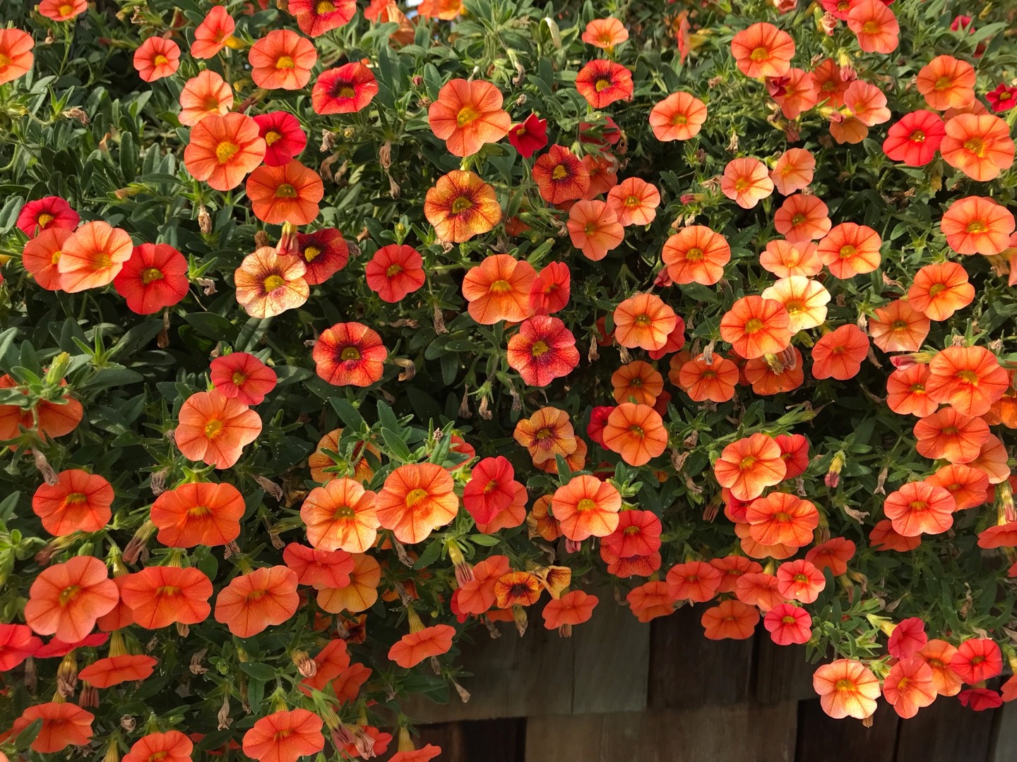 Calibrachoa 'Superbells Dreamsicle' - PictureThis