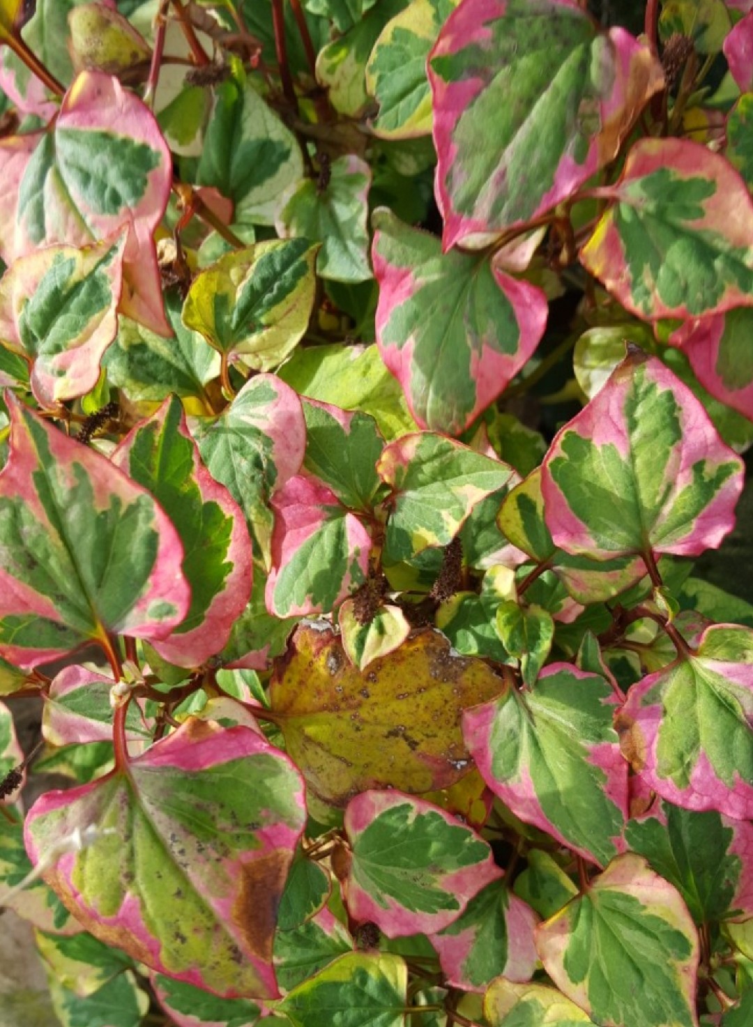 Houttuynia cordata 'Chameleon' - PictureThis