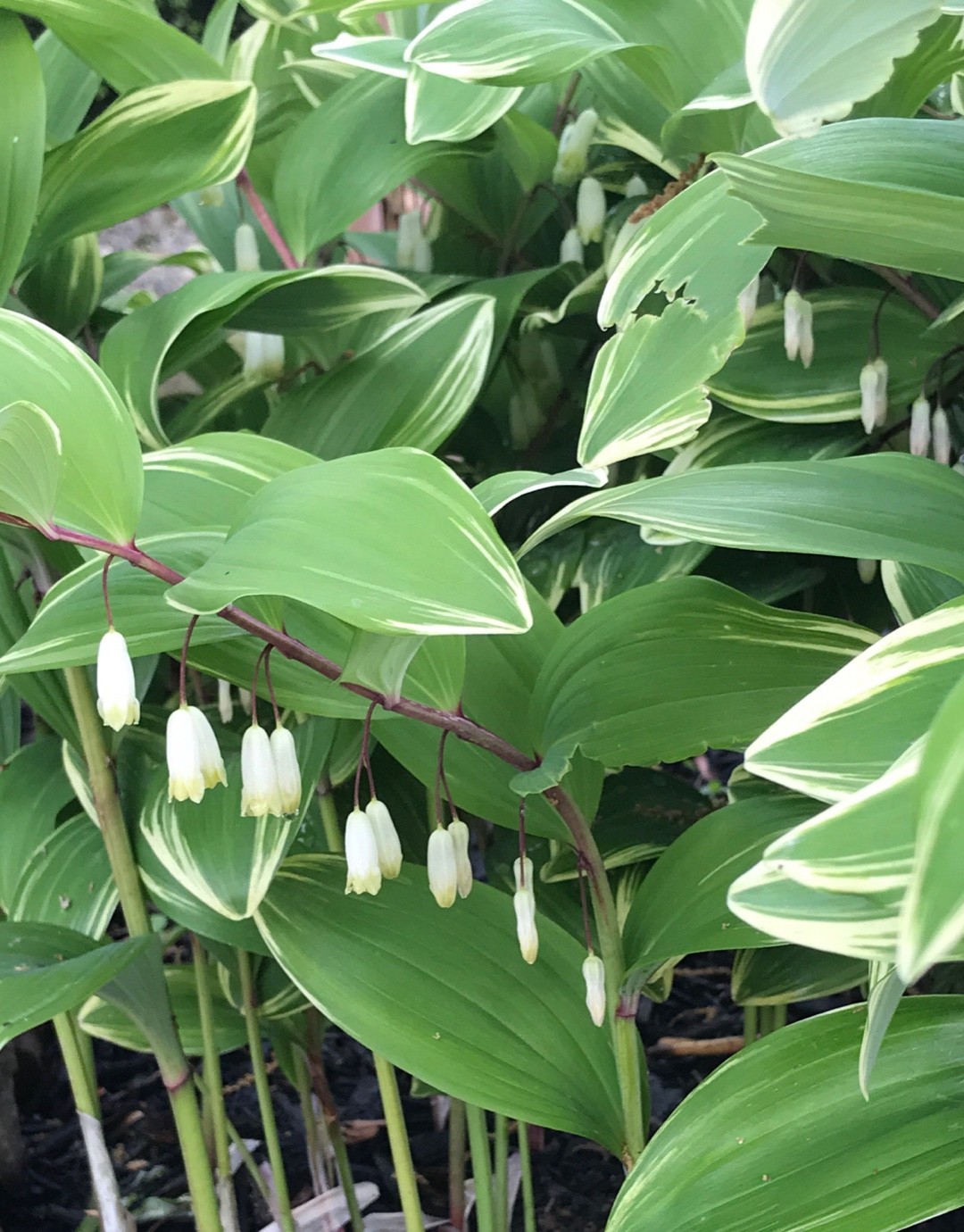 Polygonatum multiflorum (Polygonatum multiflorum) - PictureThis