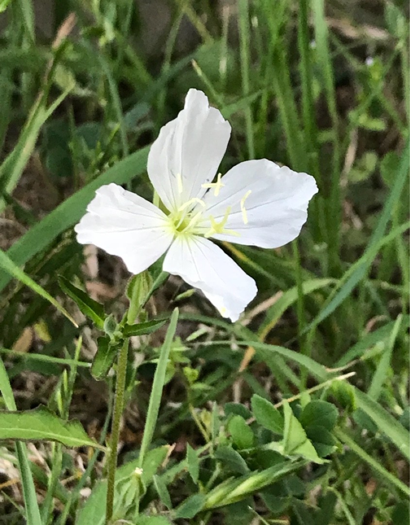 Oenothera tetraptera - PictureThis