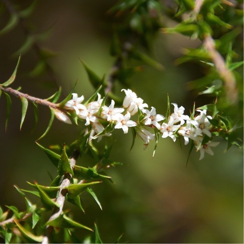 Epacris pulchella - PictureThis
