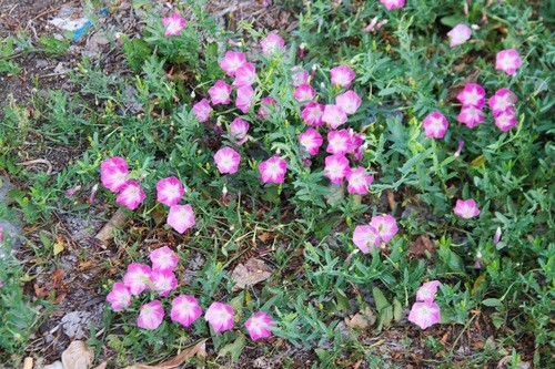 Convolvulus chinensis - PictureThis